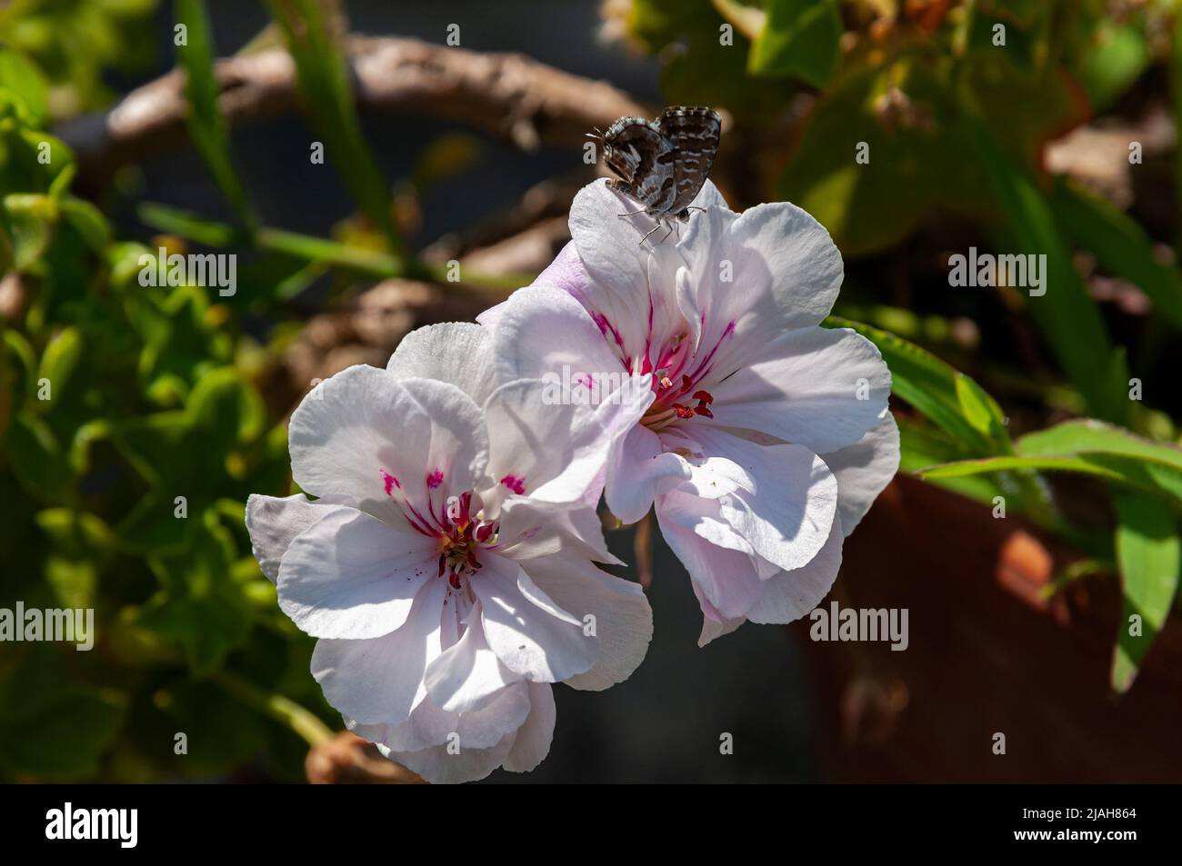 Typical flowers of the Italian peninsula Stock Photo - Alamy