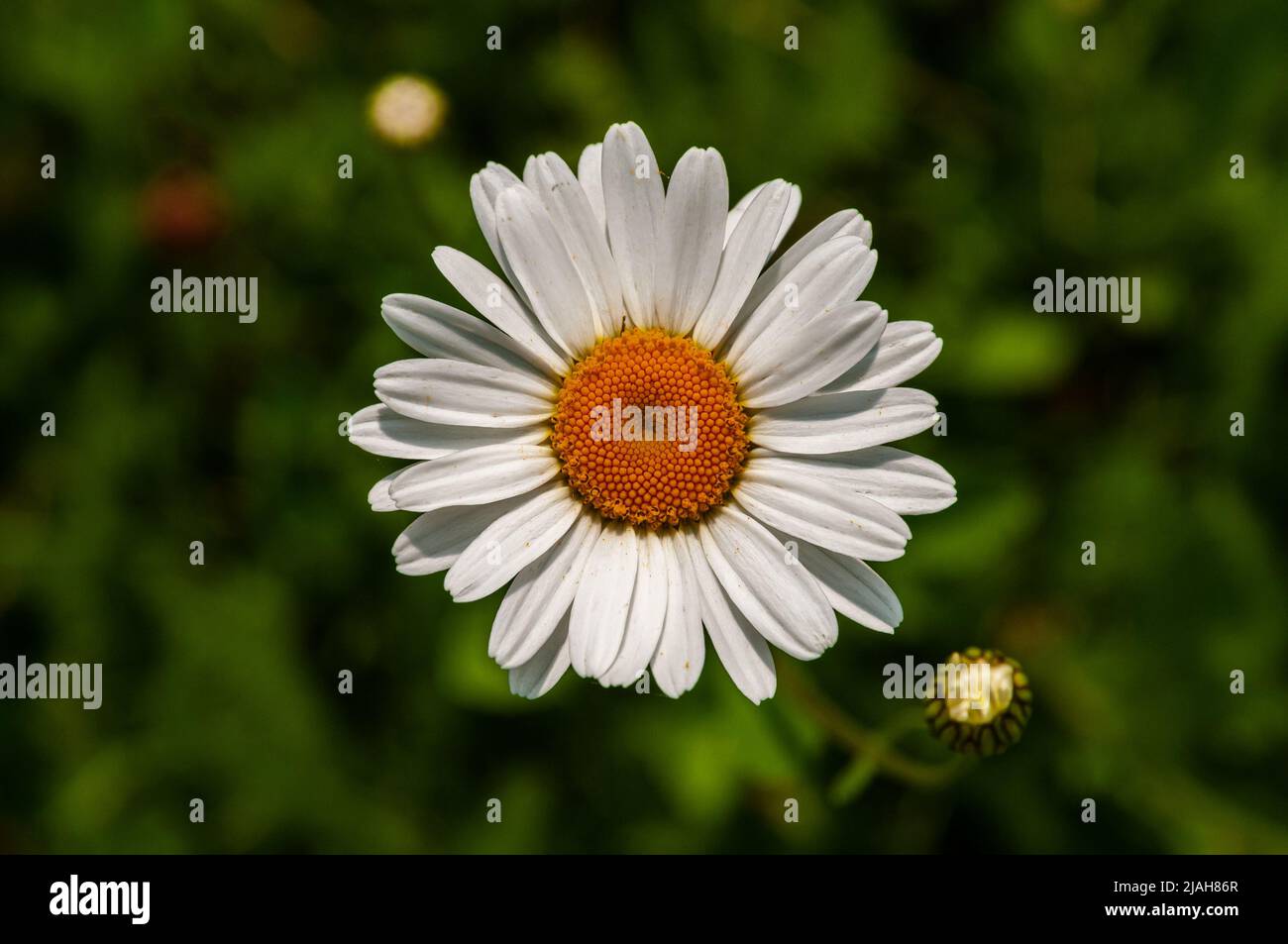 Typical flowers of the Italian peninsula Stock Photo - Alamy