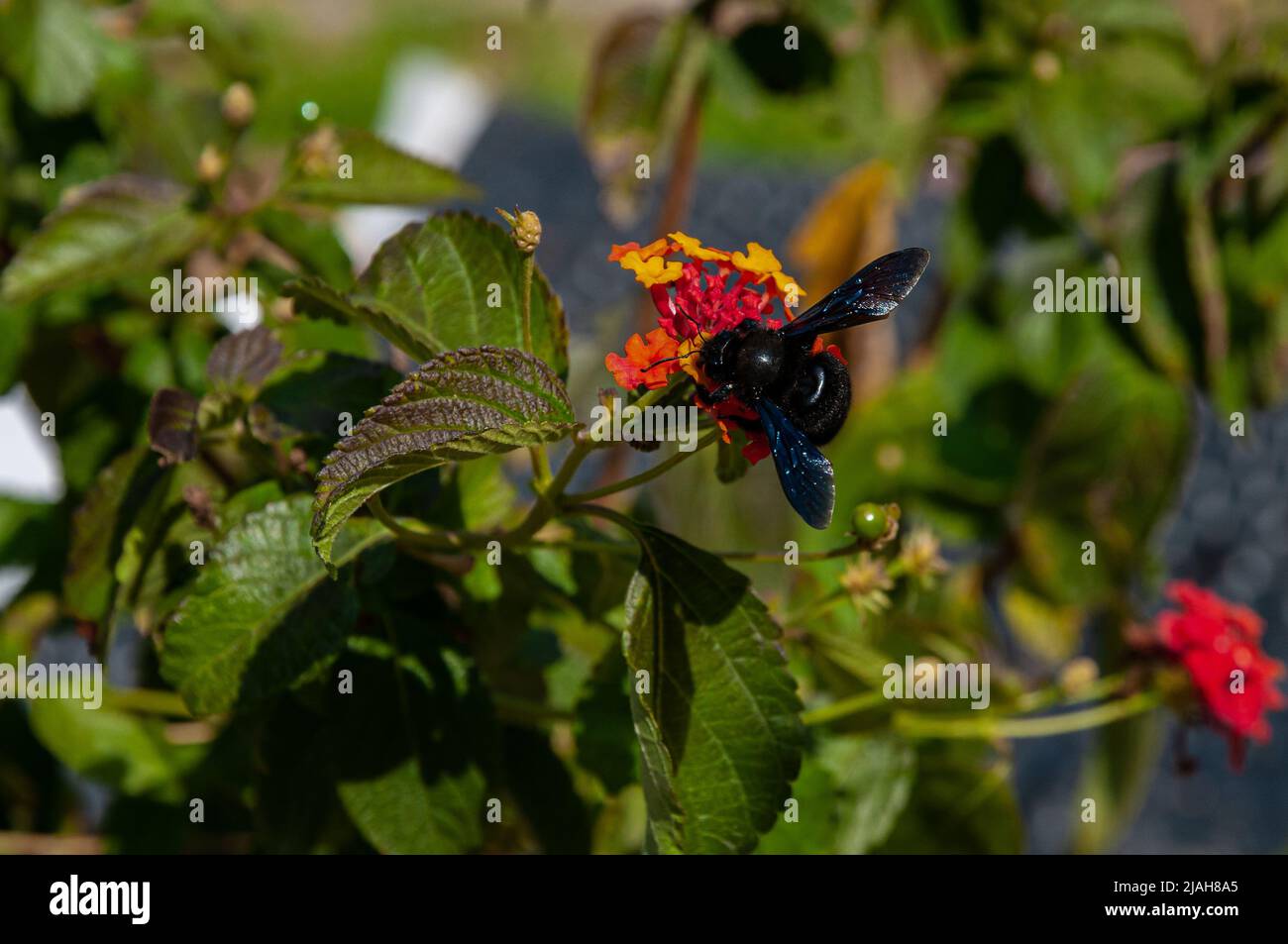 Typical flowers of the Italian peninsula Stock Photo - Alamy