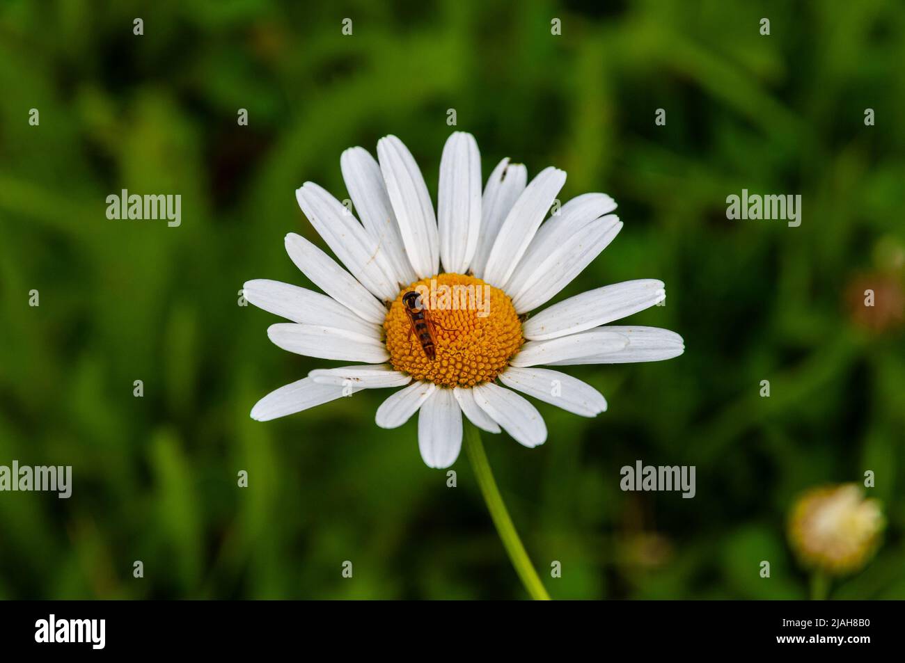 Typical flowers of the Italian peninsula Stock Photo - Alamy