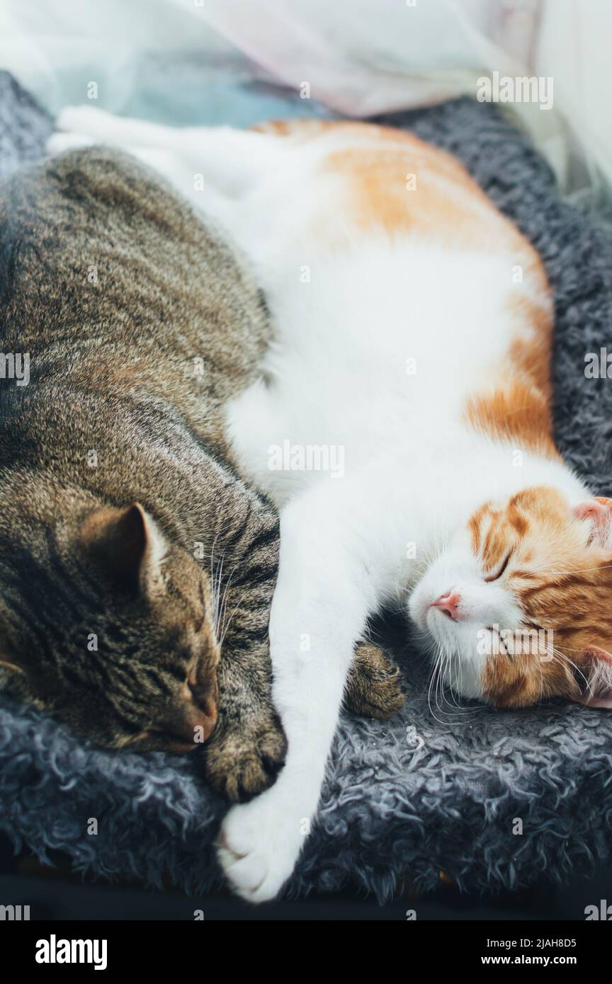 Portrait of a gray and red cat sleeping hugging on the bed. Vertical ...