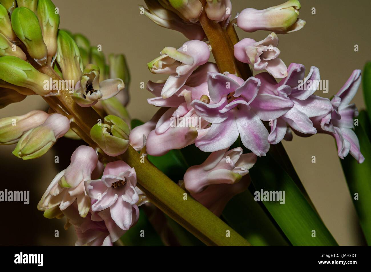 Typical flowers of the Italian peninsula Stock Photo - Alamy