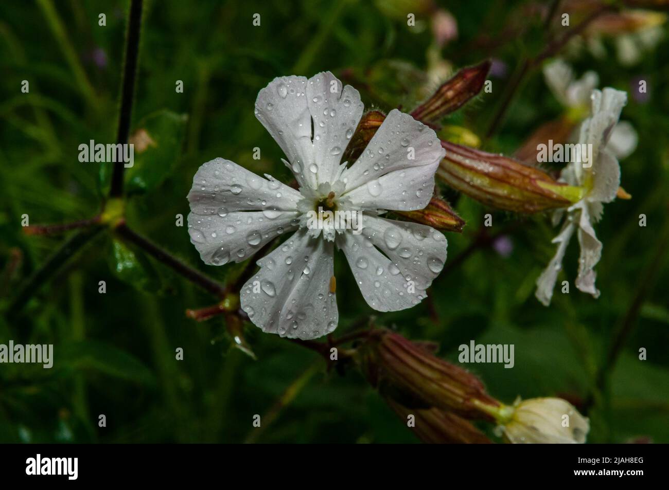 Typical flowers of the Italian peninsula Stock Photo - Alamy