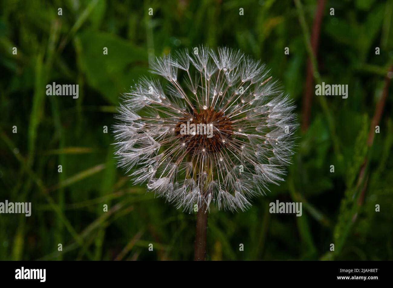 Typical flowers of the Italian peninsula Stock Photo - Alamy