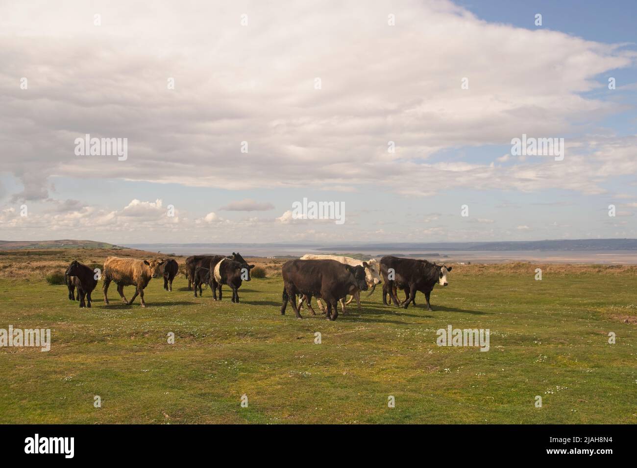 Free roaming cattle on the Gower Peninsula Stock Photo - Alamy