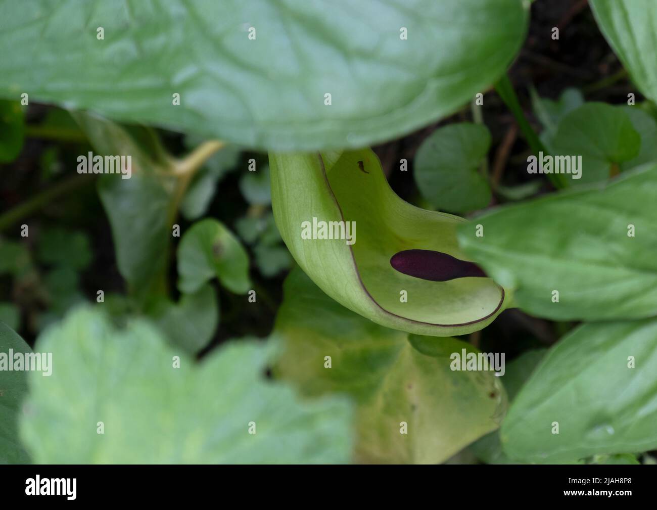 Arum italicum is a species of flowering herbaceous perennial plant in ...