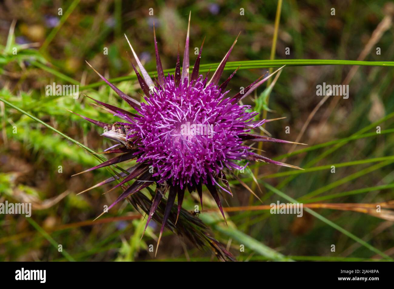 Typical flowers of the Italian peninsula Stock Photo - Alamy
