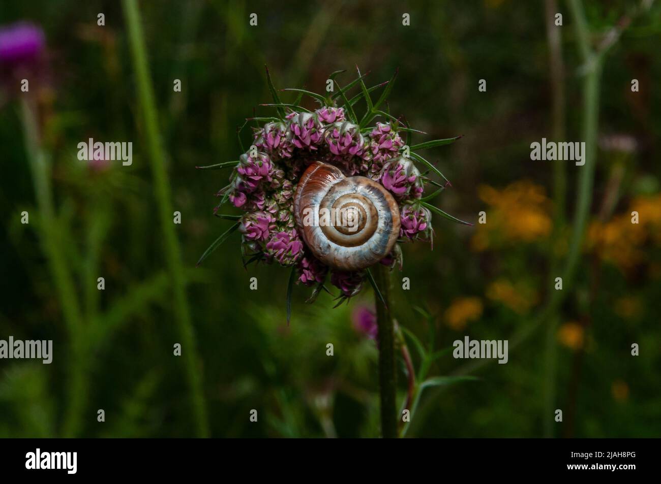 Typical flowers of the Italian peninsula Stock Photo - Alamy