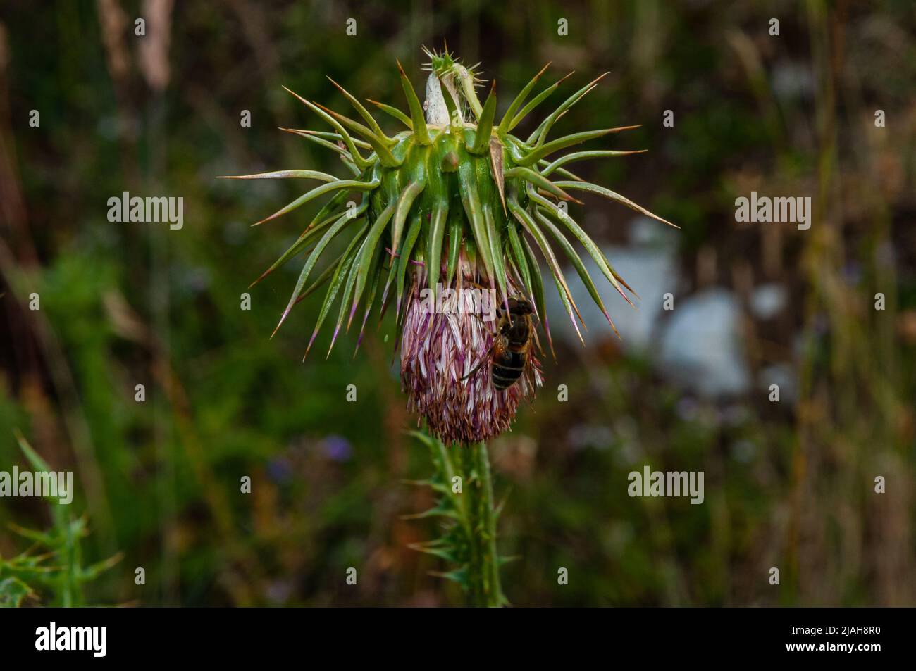 Typical flowers of the Italian peninsula Stock Photo - Alamy