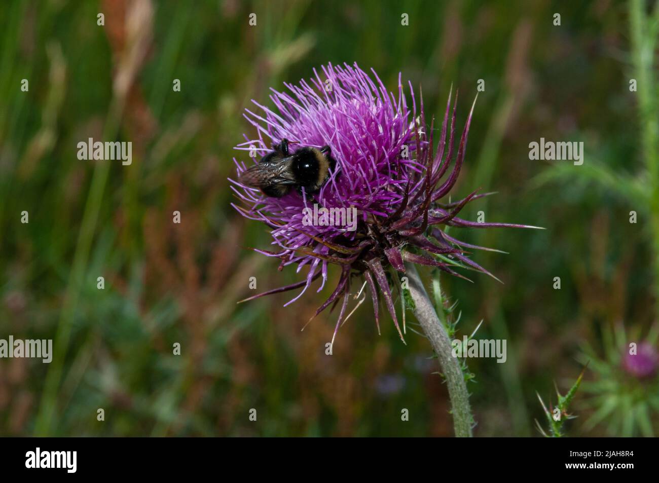 Typical flowers of the Italian peninsula Stock Photo - Alamy