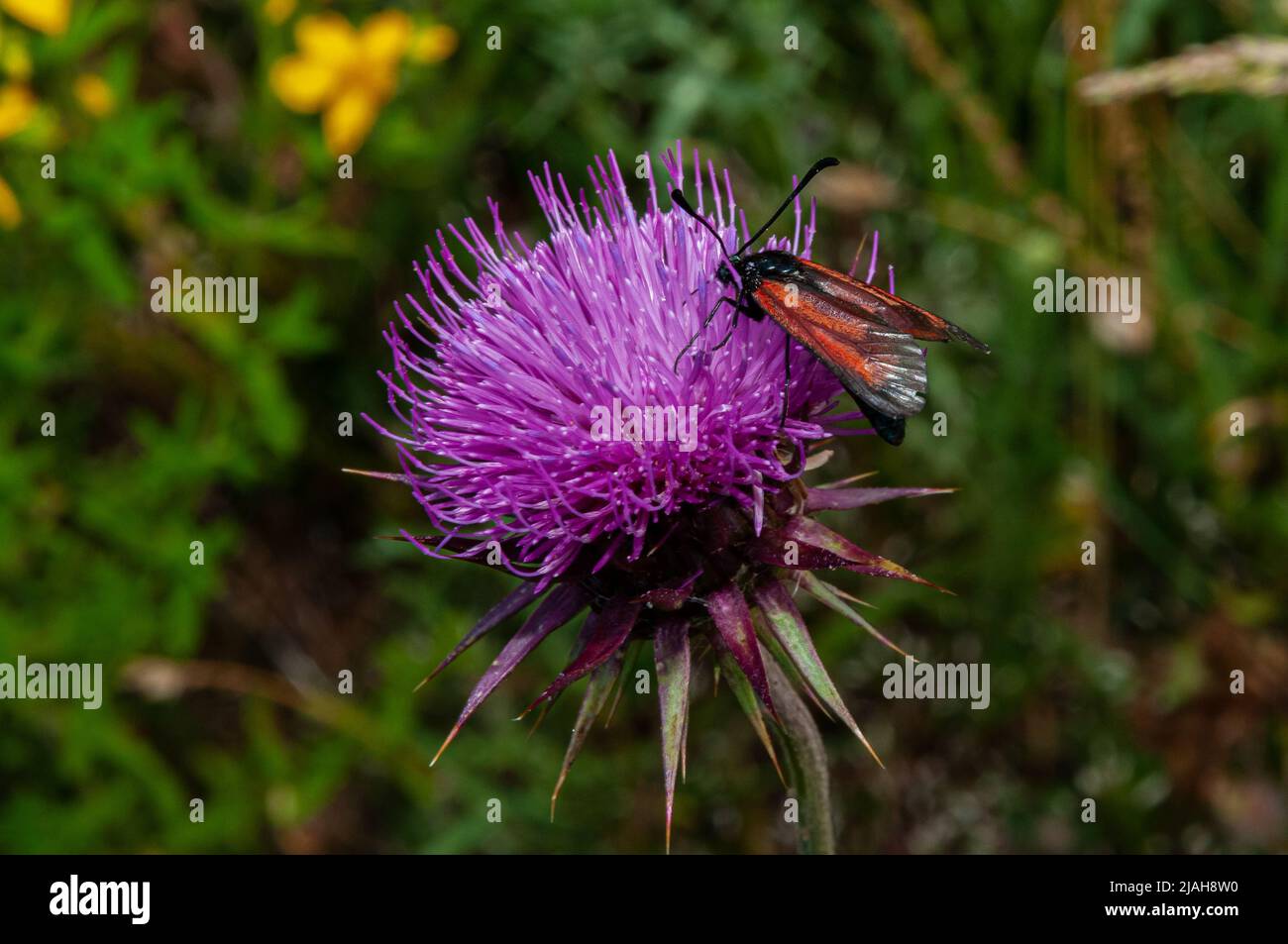 Typical flowers of the Italian peninsula Stock Photo - Alamy