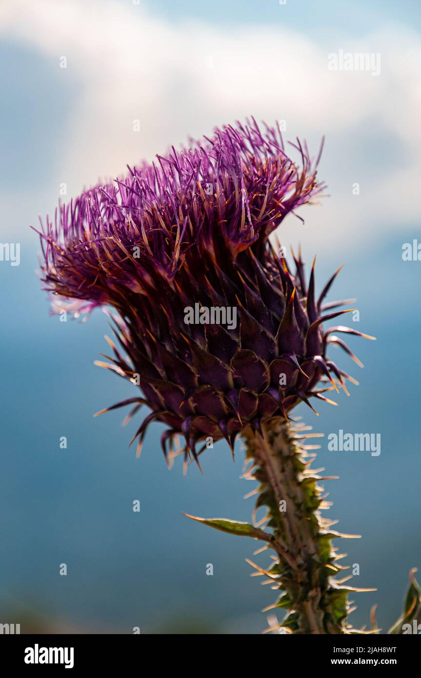 Typical flowers of the Italian peninsula Stock Photo - Alamy
