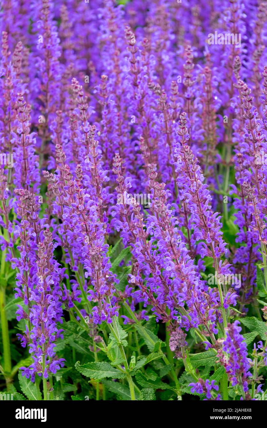 Meadow Sage, Salvia "Spring King", Salvia nemorosa, Flowers, Garden ...