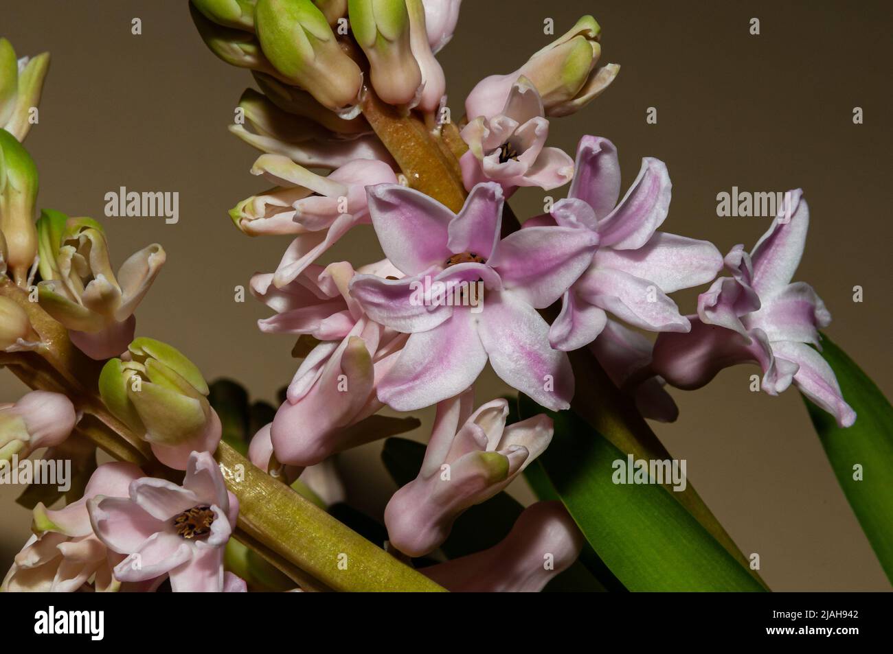Typical flowers of the Italian peninsula Stock Photo - Alamy