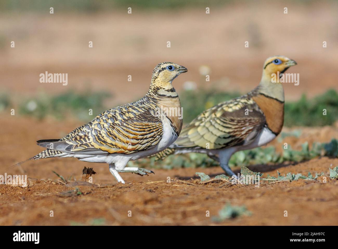Pin-tailed sandgrouse,Pterocles alchata, couple, Monegros desert ...