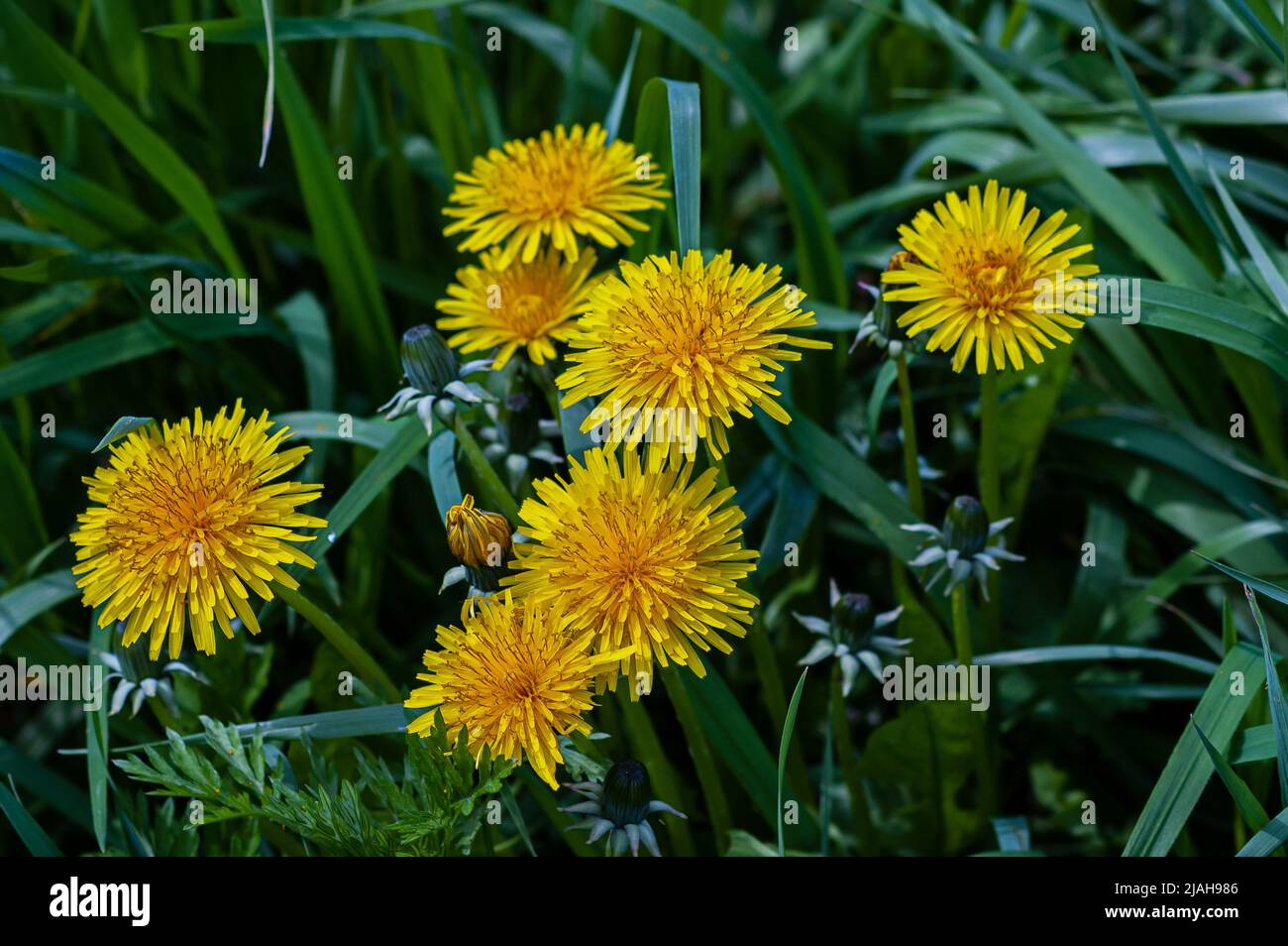 Typical flowers of the Italian peninsula Stock Photo - Alamy