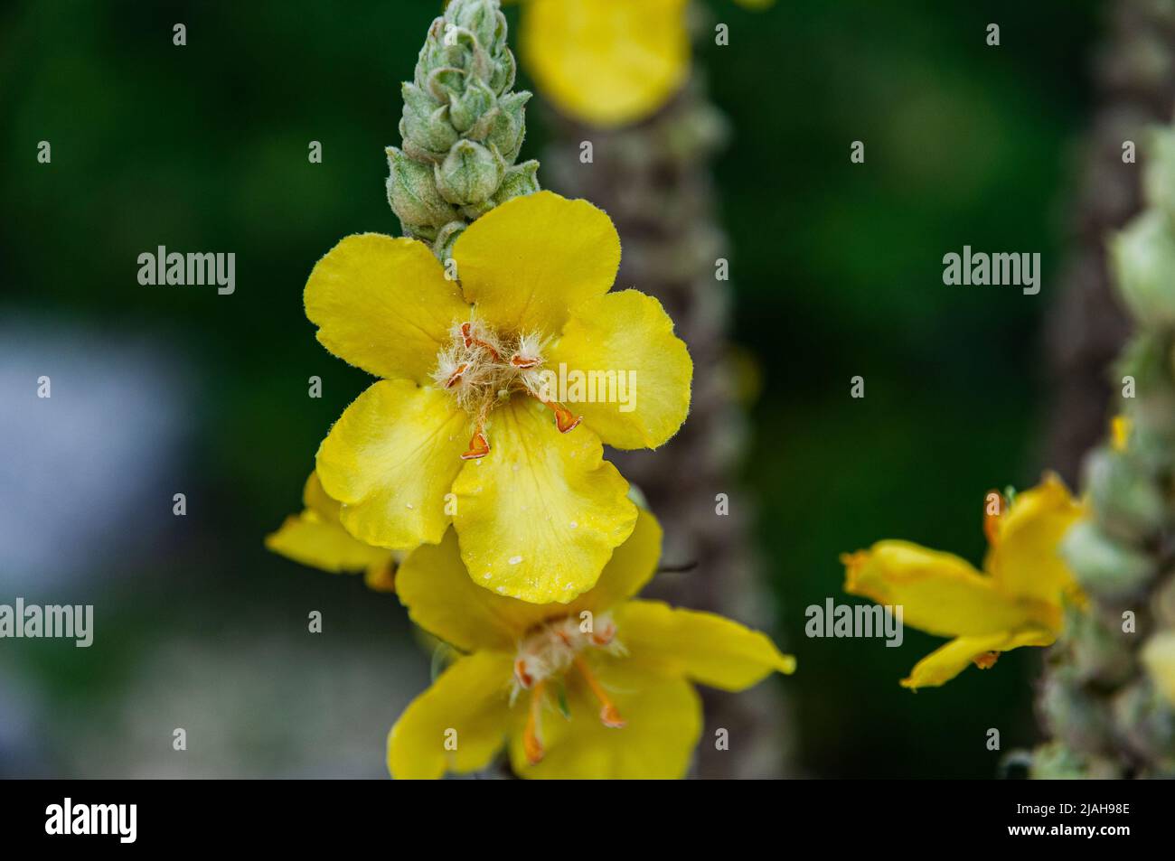 Typical flowers of the Italian peninsula Stock Photo - Alamy