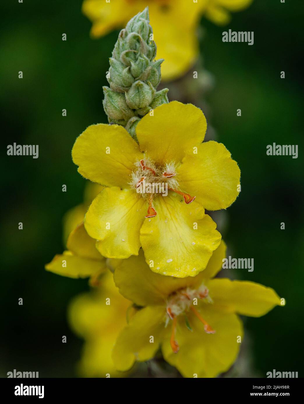 Typical flowers of the Italian peninsula Stock Photo - Alamy
