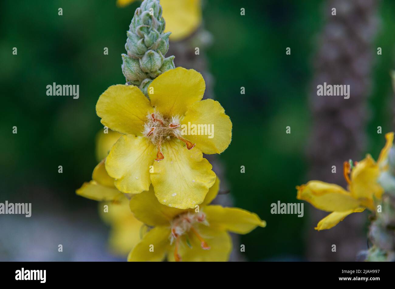 Typical flowers of the Italian peninsula Stock Photo - Alamy