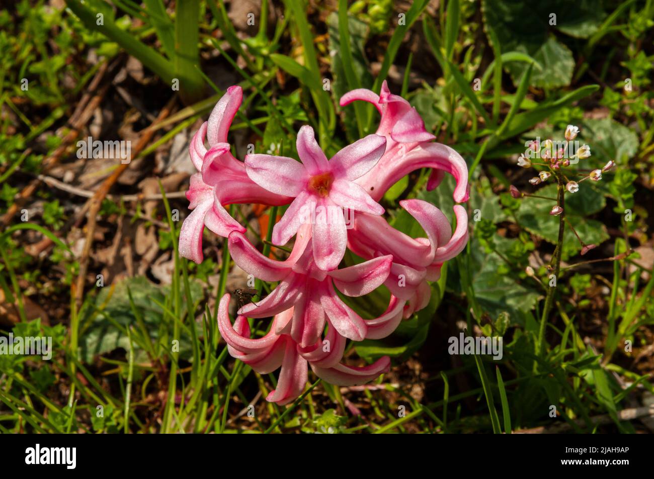 Typical flowers of the Italian peninsula Stock Photo - Alamy