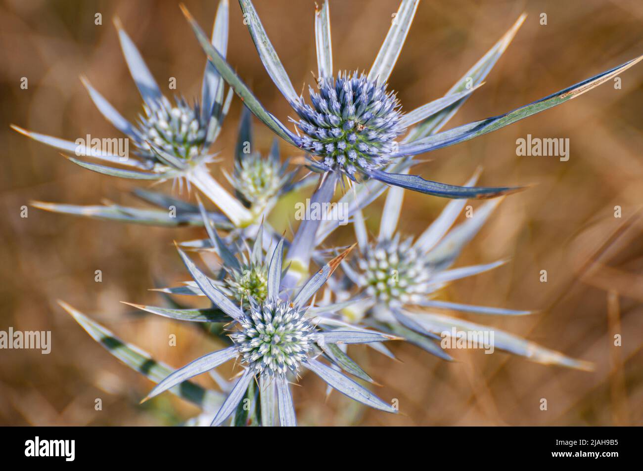 Typical flowers of the Italian peninsula Stock Photo - Alamy