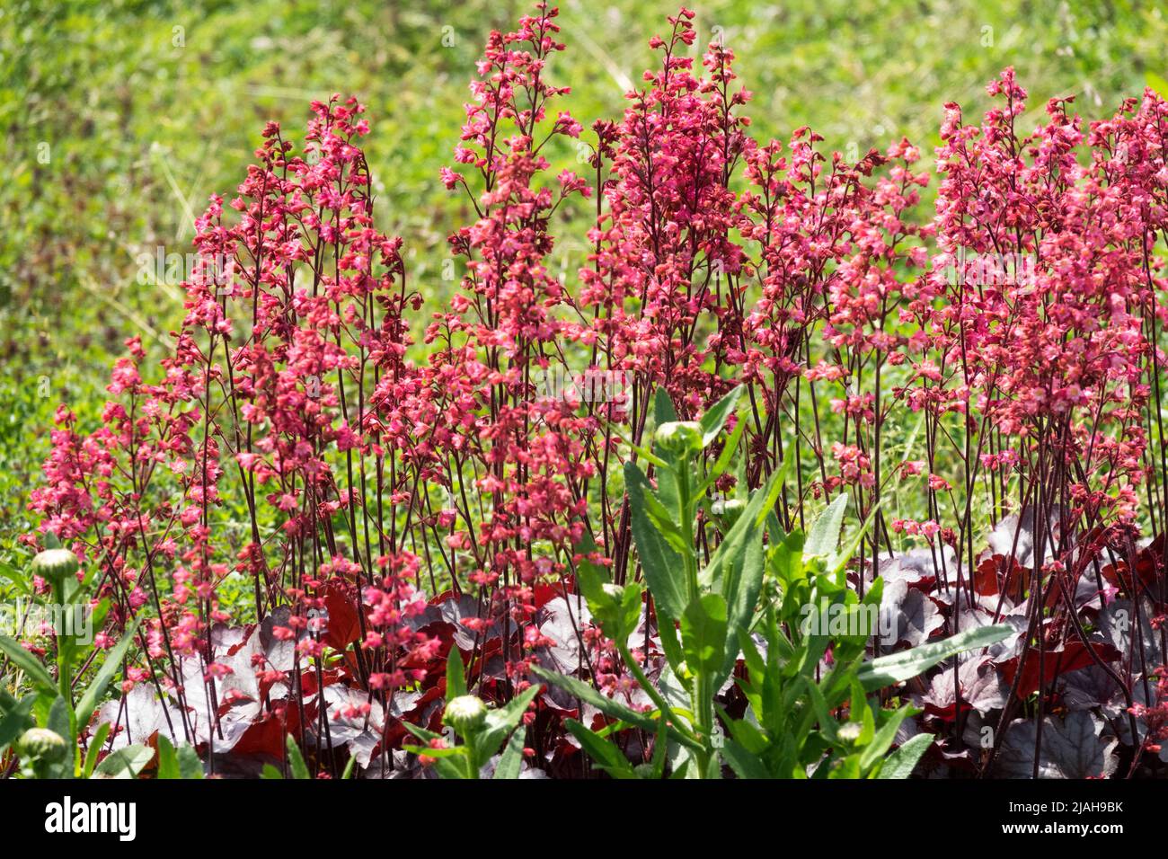 Border heuchera hardy flowering hi-res stock photography and images - Alamy