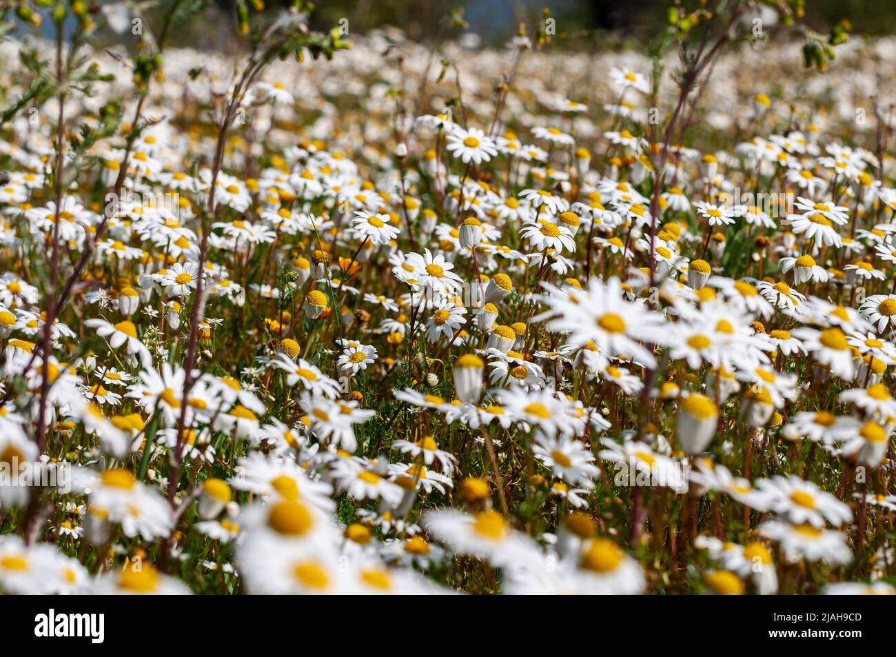 Typical flowers of the Italian peninsula Stock Photo - Alamy
