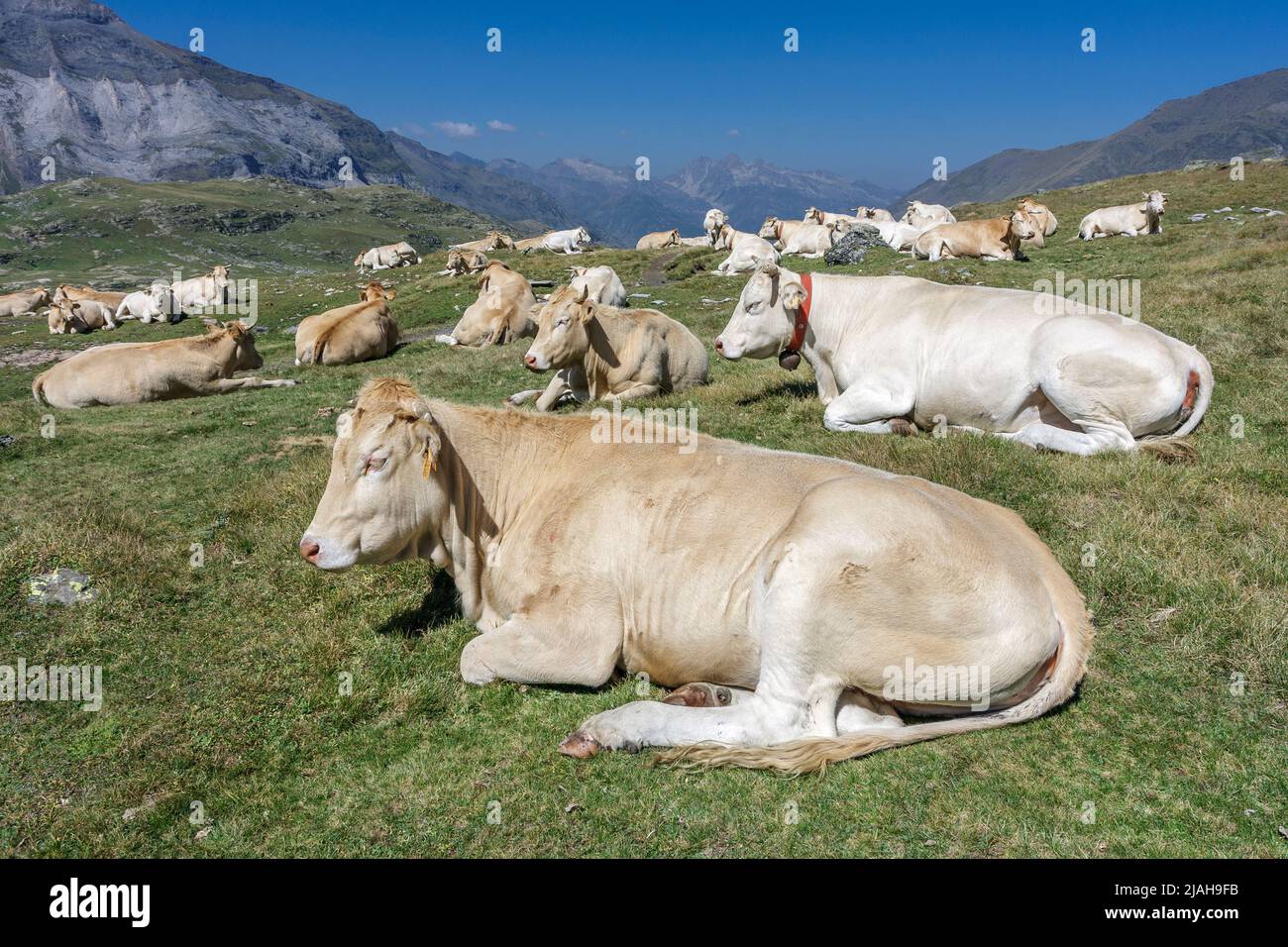Cows at Troumouse circus, Hautes pyrenees national park, France Stock ...