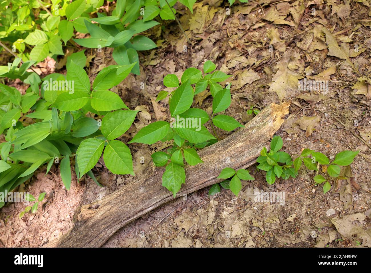 Close up of a Patch of Poison Ivy Plants on a Sunny Day with Small ...