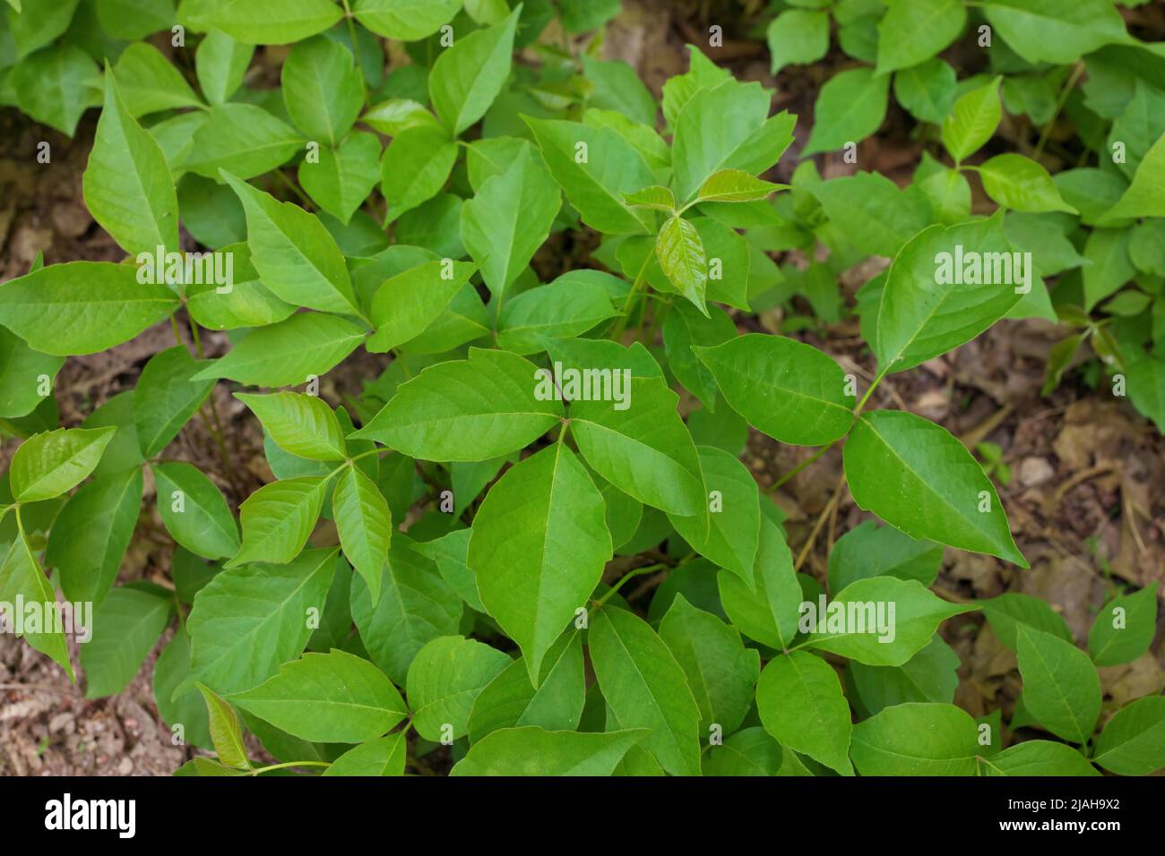 Contact dermatitis poison ivy hi-res stock photography and images - Alamy