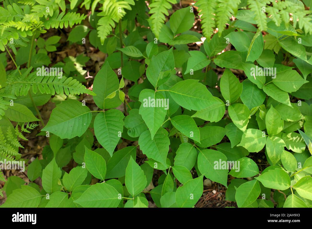 Contact dermatitis poison ivy hi-res stock photography and images - Alamy
