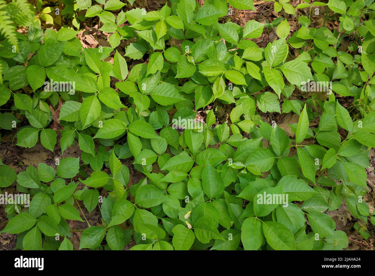 Contact dermatitis poison ivy hi-res stock photography and images - Alamy