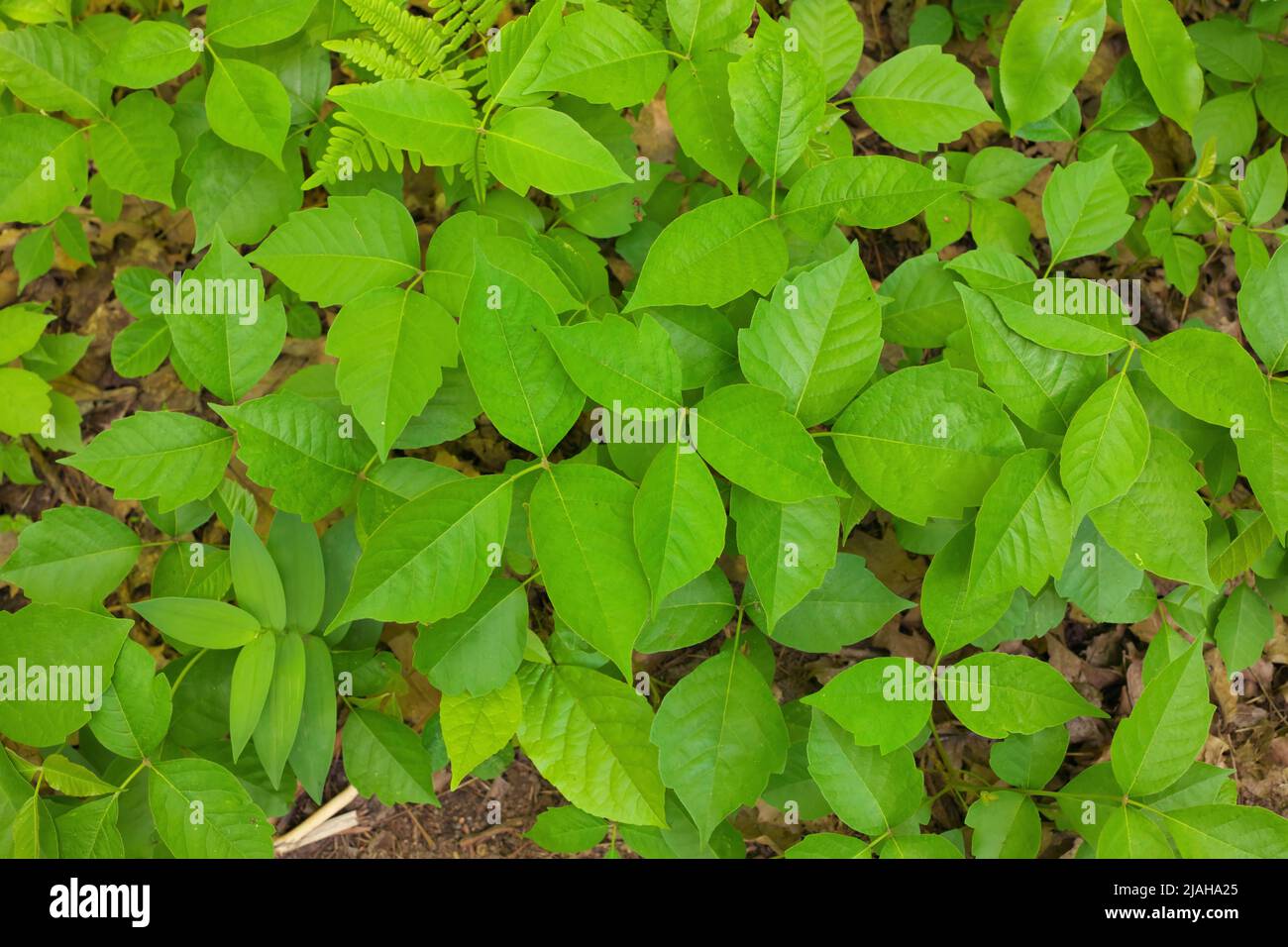 Contact dermatitis poison ivy hi-res stock photography and images - Alamy