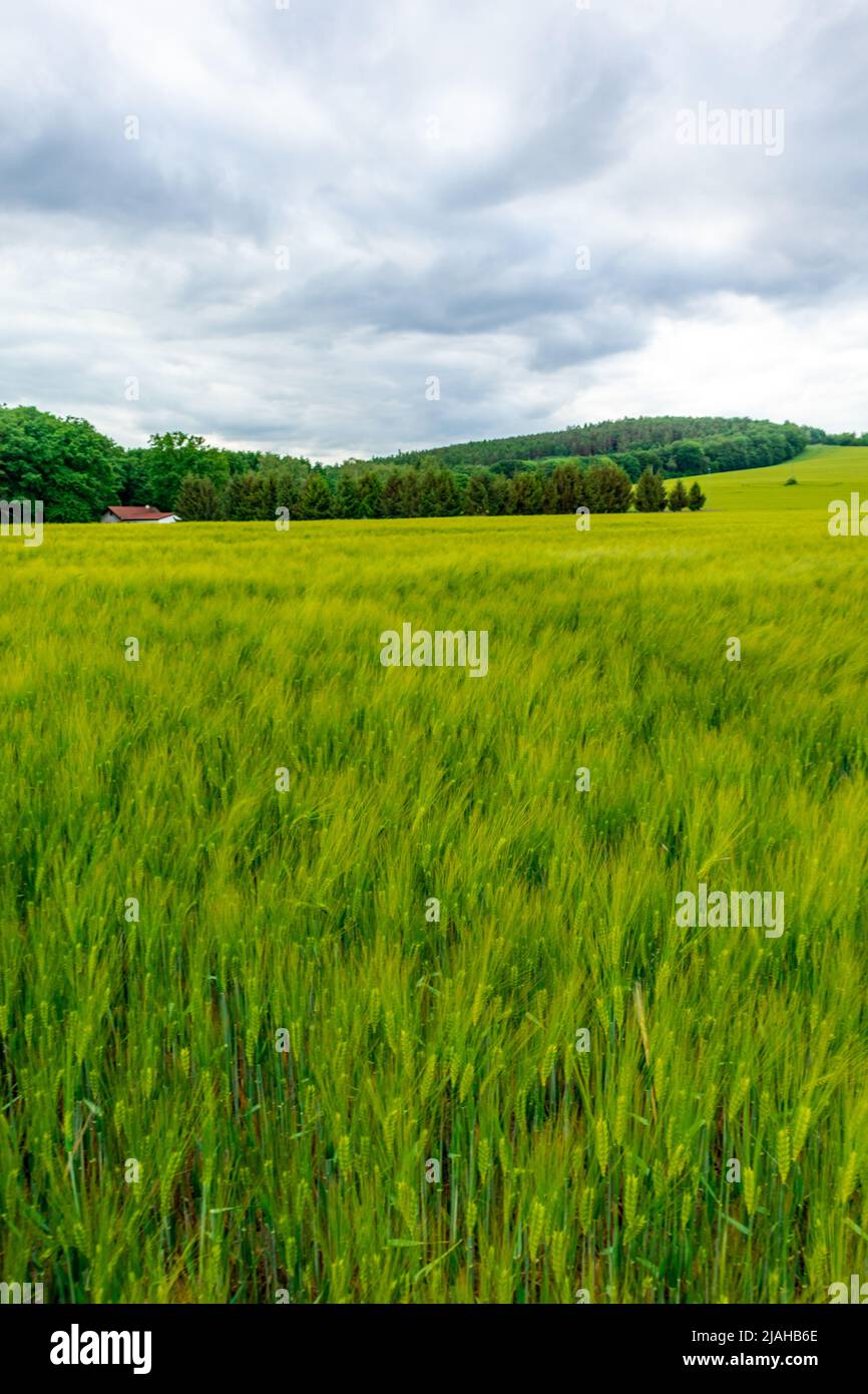 Summer walk through the field landscape near Bad Liebenstein ...