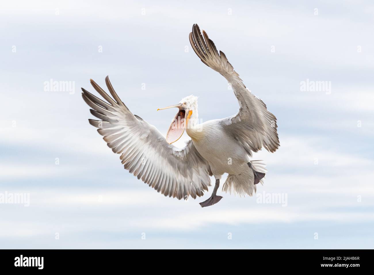 A Dalmatian Pelican with open Bill clapping its wings in the air Stock ...