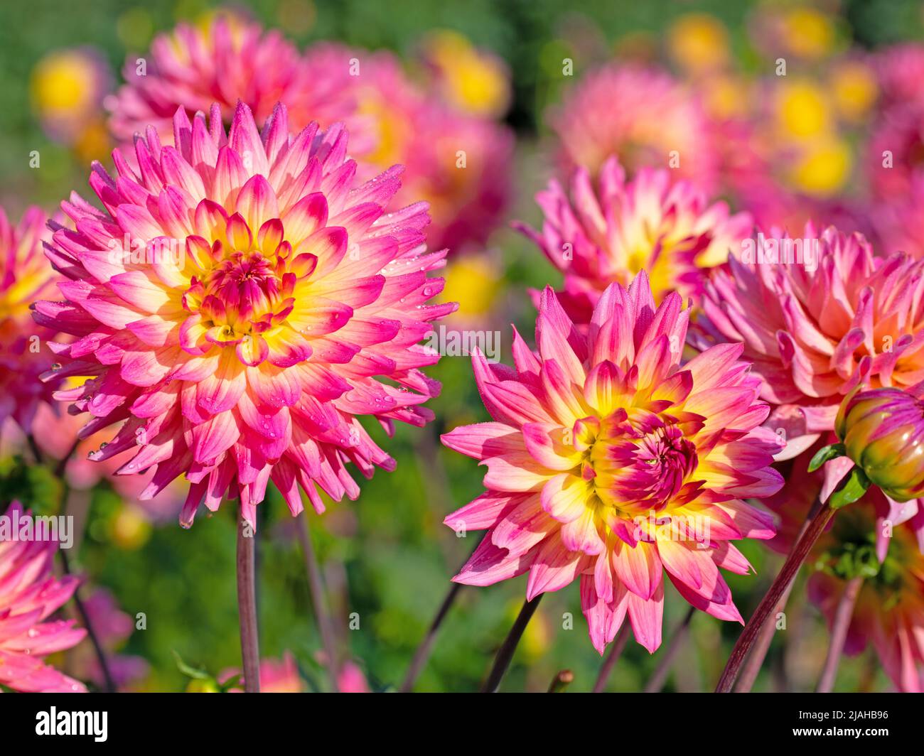 Blooming dahlias in a close up Stock Photo - Alamy