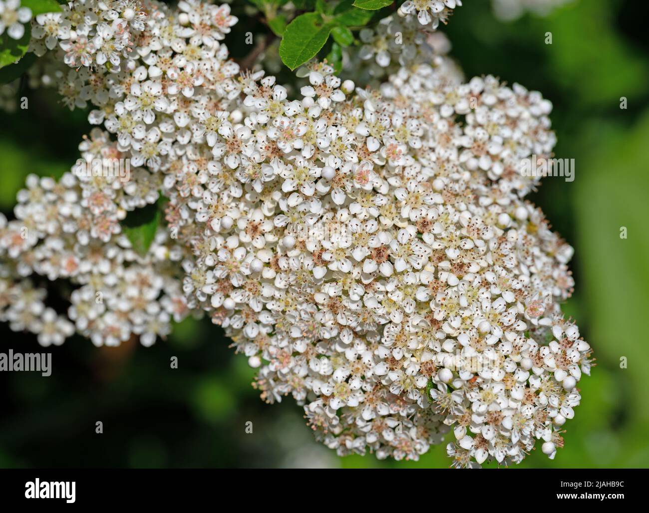 Flowering Firethorn, Pyracantha, in spring Stock Photo - Alamy