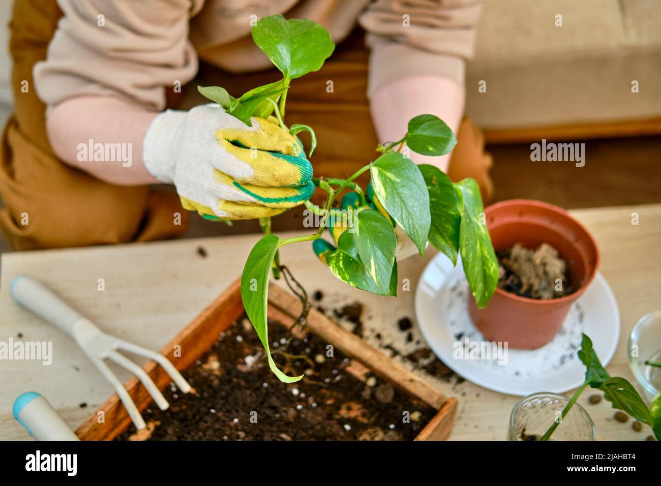 Woman working in home garden, soil for scindapsus aureus plant ...