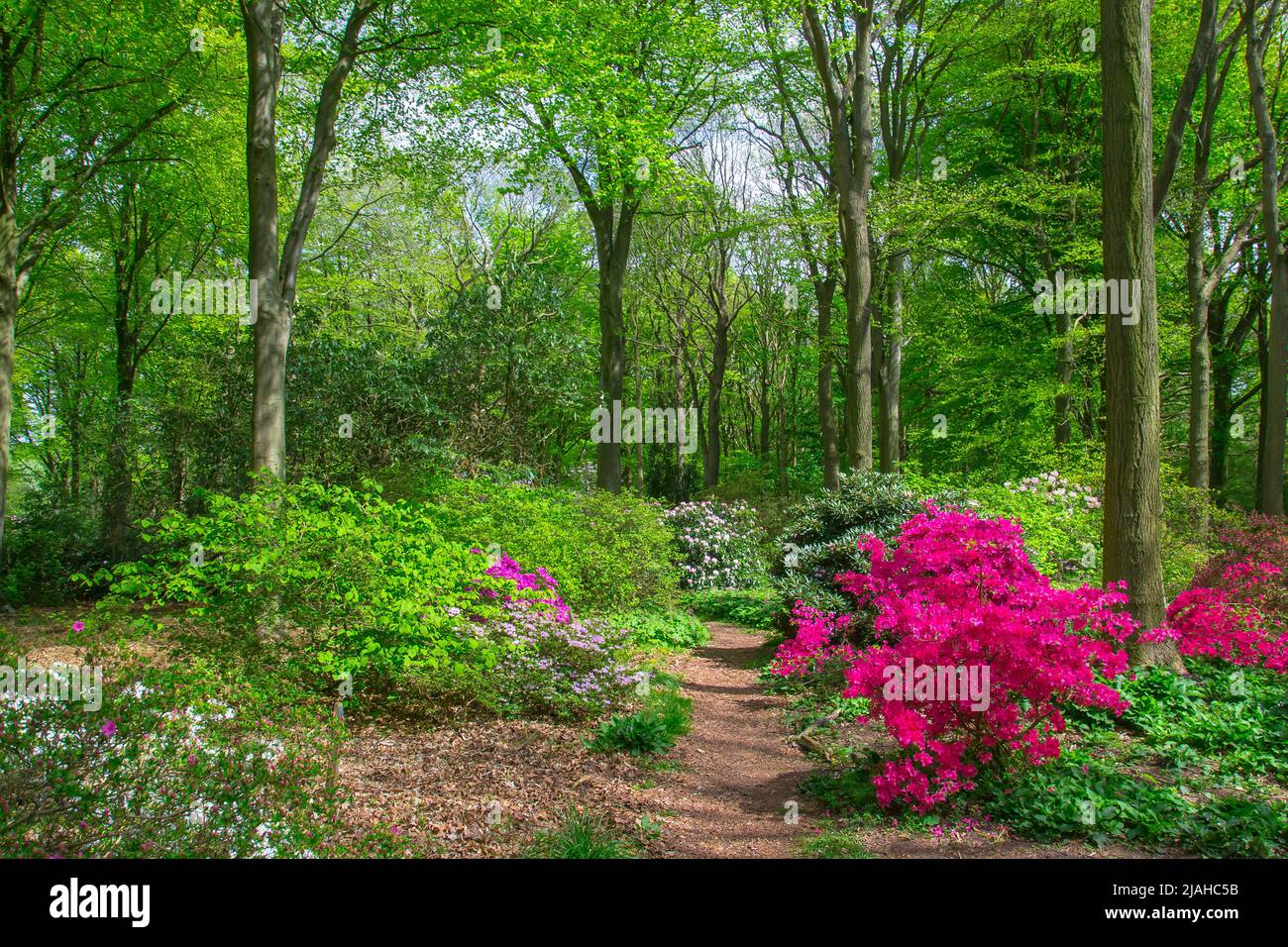 The path through Rhododendrons flowering in British Woodland in ...