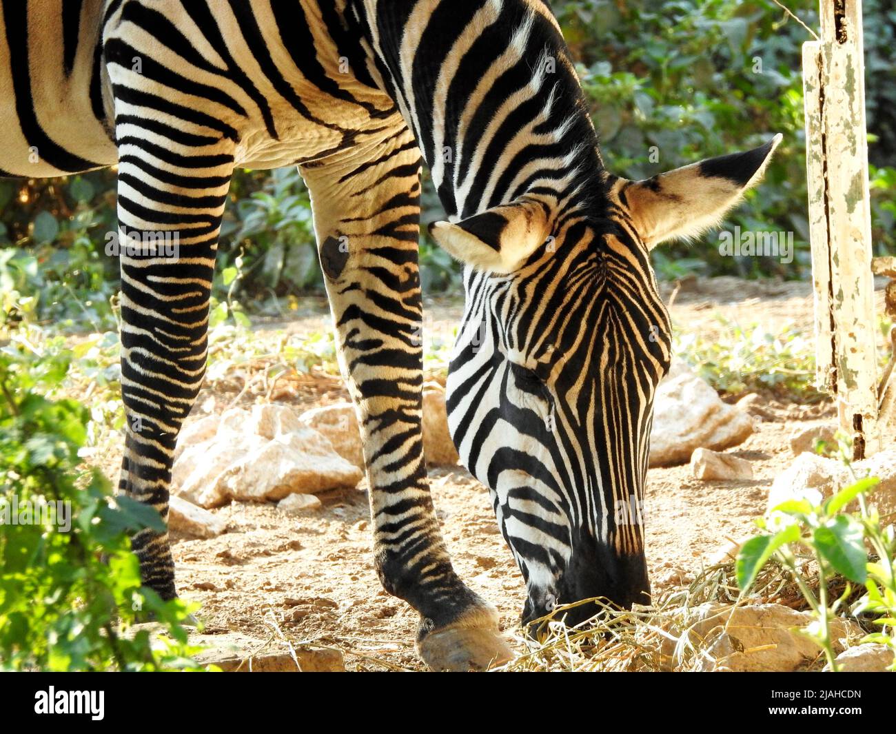 A wild zebra animal eating in a grass land, Zebras are African equines ...