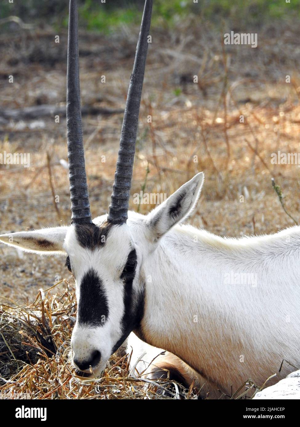 A portrait of a wild goat (Capra aegagrus) which inhabiting forests ...