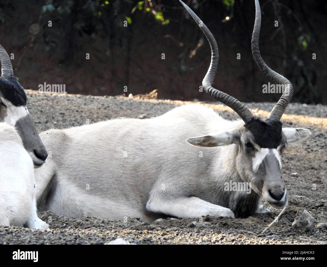 A portrait of a wild goat (Capra aegagrus) which inhabiting forests ...