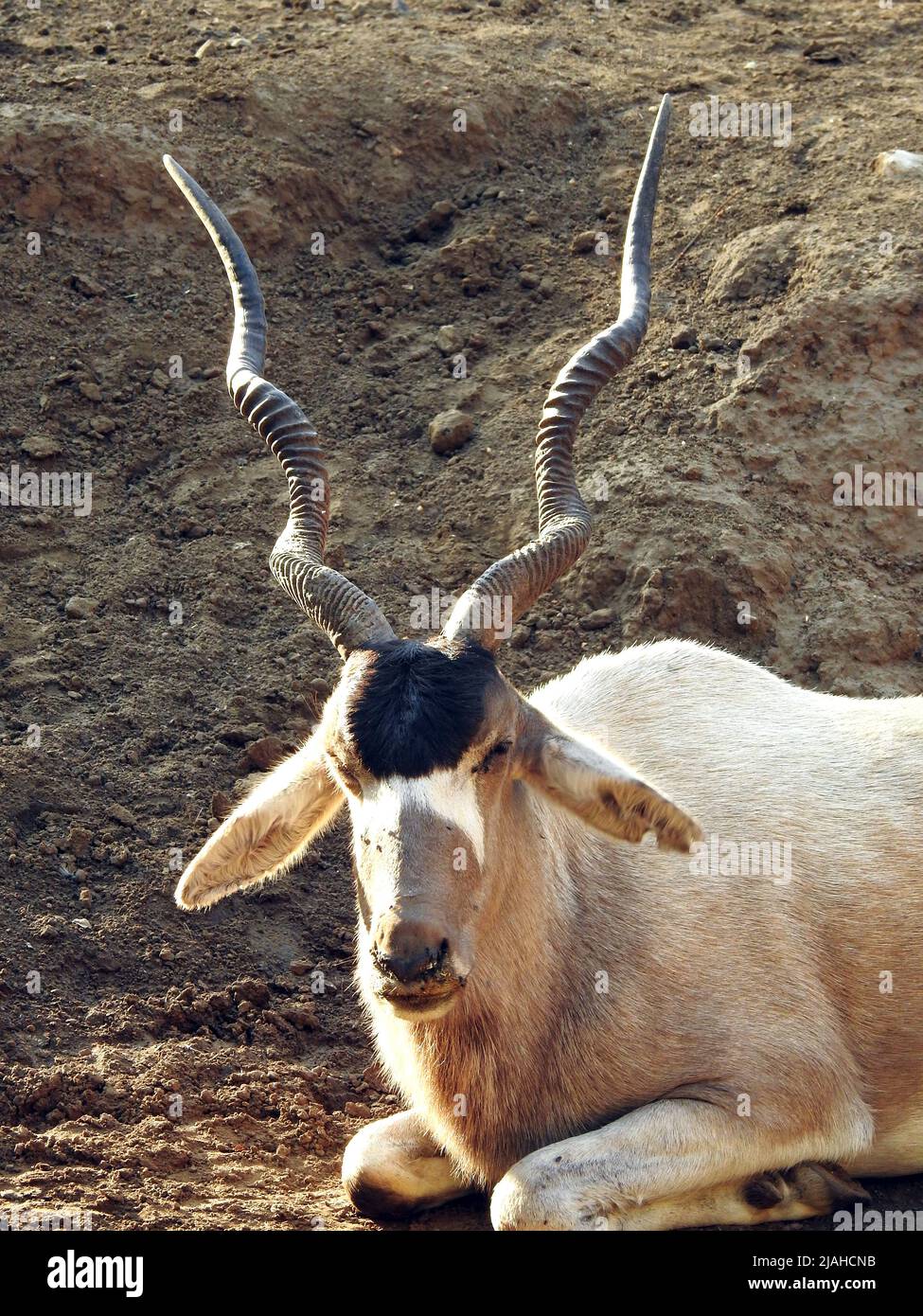 A portrait of a wild goat (Capra aegagrus) which inhabiting forests ...