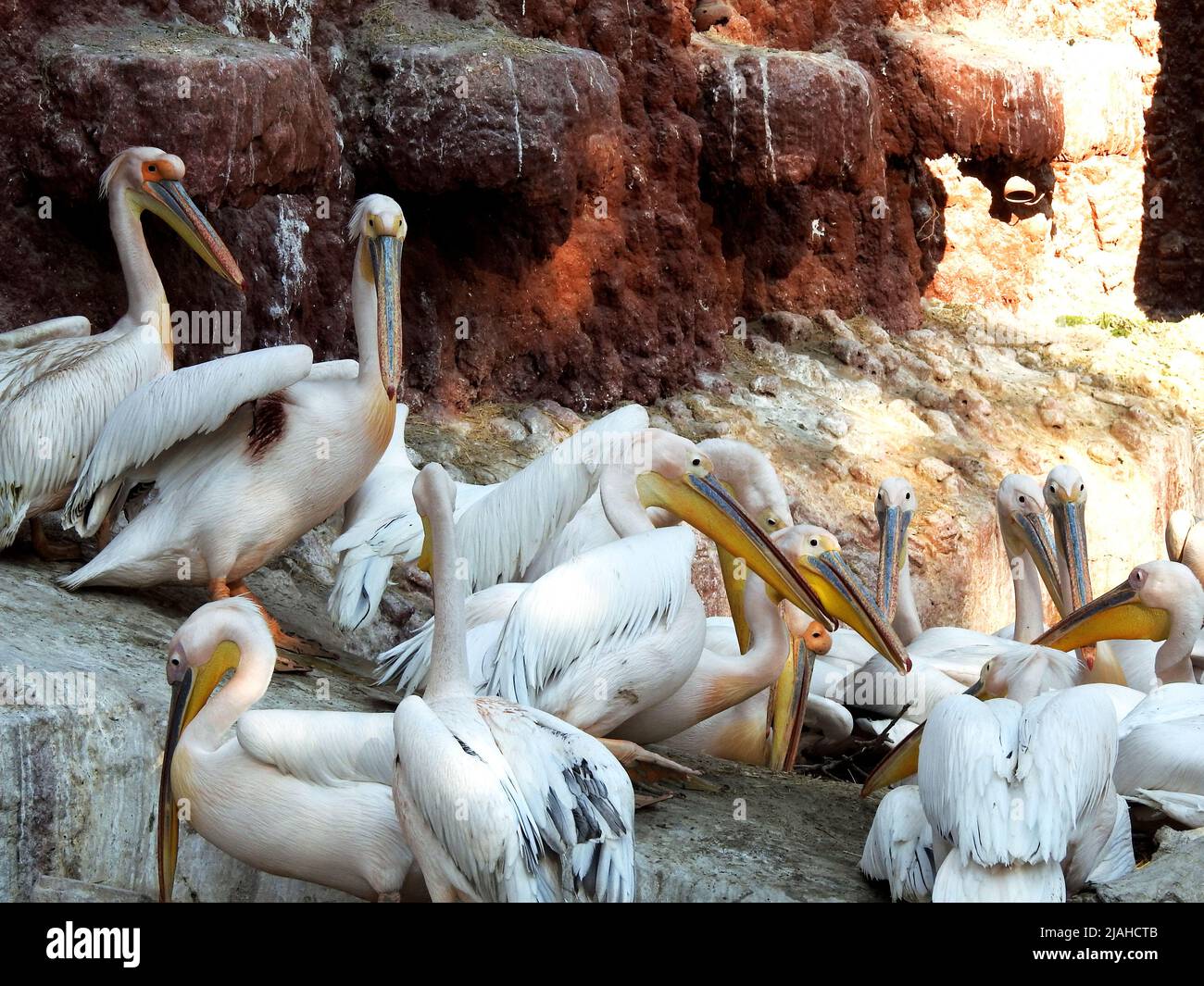 The great white pelican also known as rosy and eastern pelican in a ...