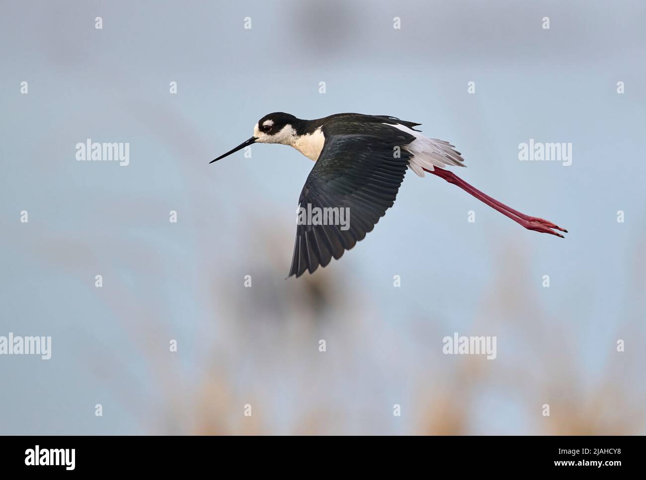 Black-necked stilt (Himantopus mexicanus), Frank Lake, Alberta, Canada ...