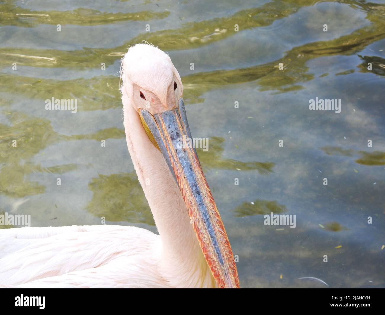 The great white pelican also known as rosy and eastern pelican in a ...