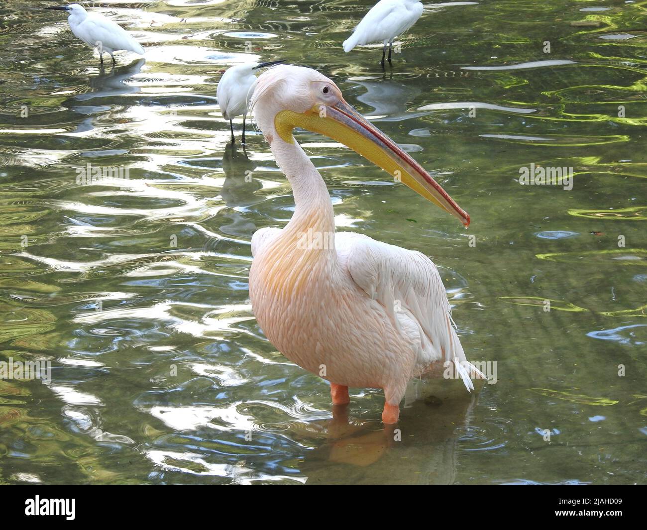 The great white pelican also known as rosy and eastern pelican in a ...