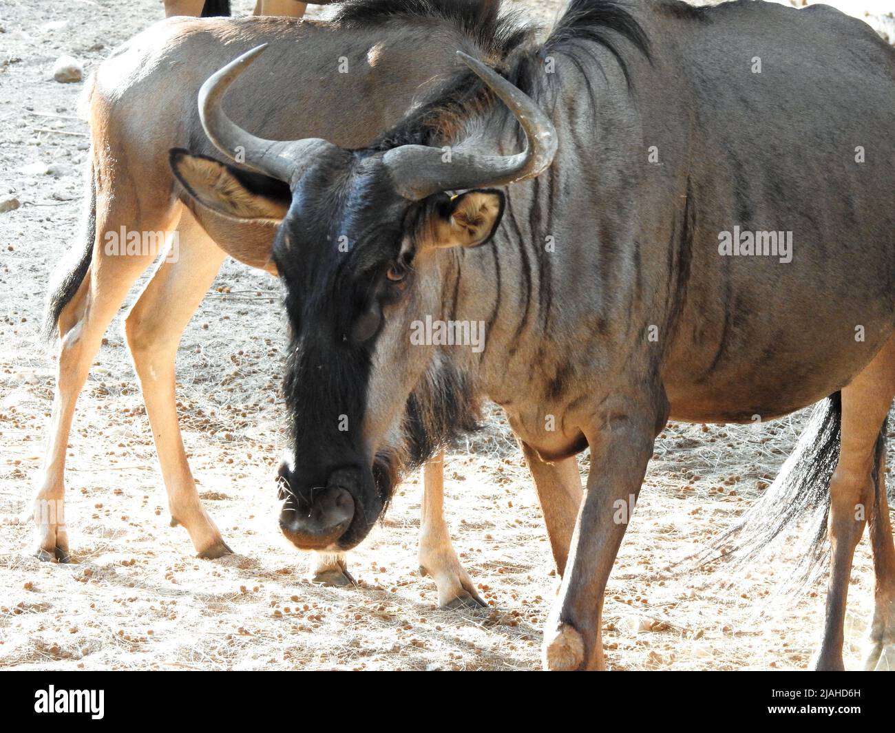 A portrait of a wildebeest animal, also called gnu that are antelopes ...