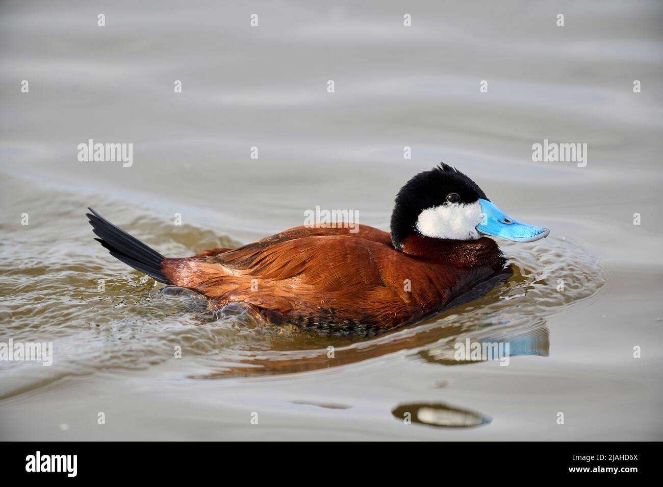 Ruddy duck (Oxyura jamaicensis) swimming, Frank Lake, Alberta, Canada ...