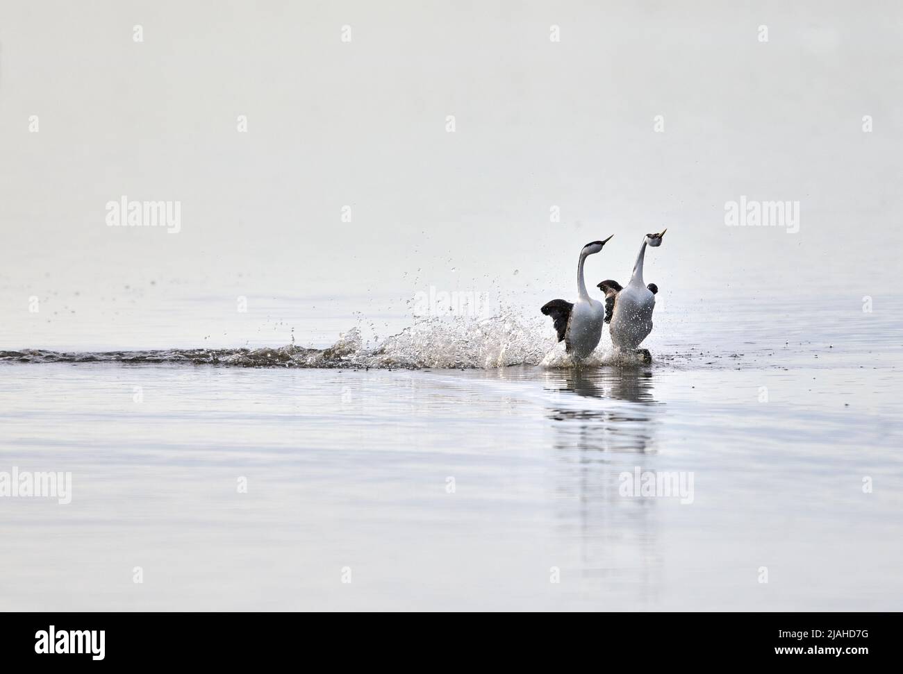 Pair of Western grebe (Aechmophorus occidentalis) showing courtship ...